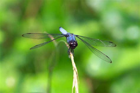 蜻蛉 500mm By しんぱぱ （id：7906144） 写真共有サイトphotohito