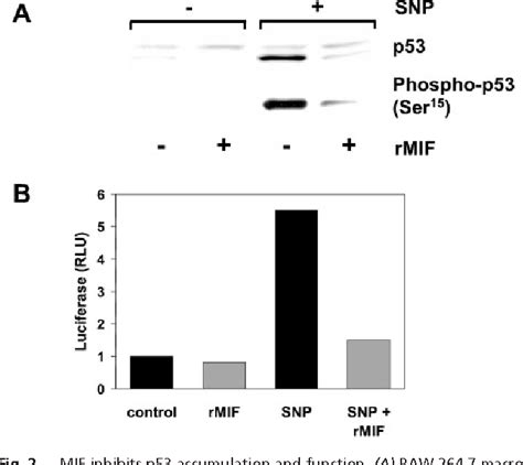 Migration Inhibitory Factor Semantic Scholar