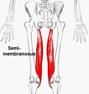 The Vertebral Column Samarpan Physiotherapy Clinic