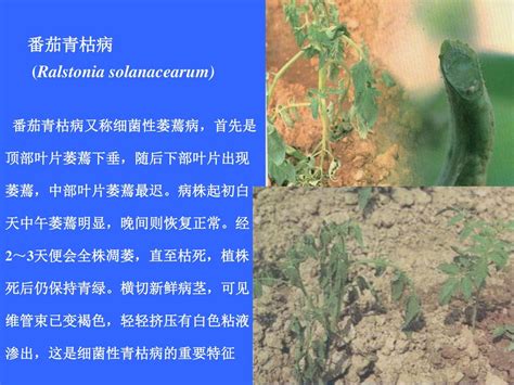 1稳定产量保证品质和保护环境 增加效益 ppt download