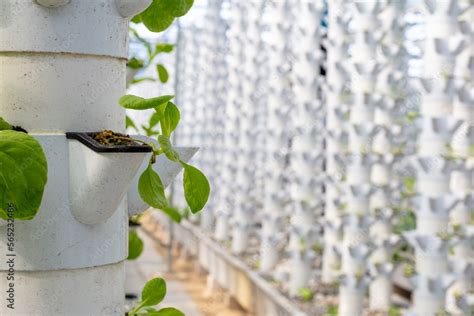 Fotka „sustainable Agriculture Hydroponics Based Production Method Farm Wellness Healthy And