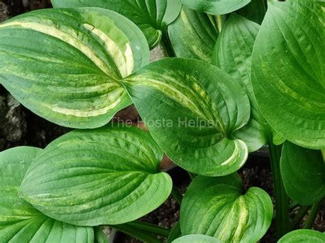 P00 Hosta William Lachman From The Hosta Helper Presented By