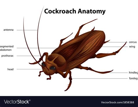 Cockroach Anatomy Royalty Free Vector Image Vectorstock