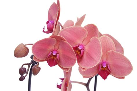 Phalaenopsis 난초 흰색 배경에 고립 된 부르고뉴 핑크 꽃이있는 가지 아름다운 꽃이 닫힙니다 0명에 대한 스톡 사진 및