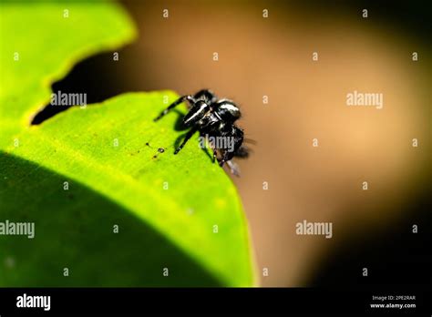 Jumping Spider Macro Stock Photo Alamy