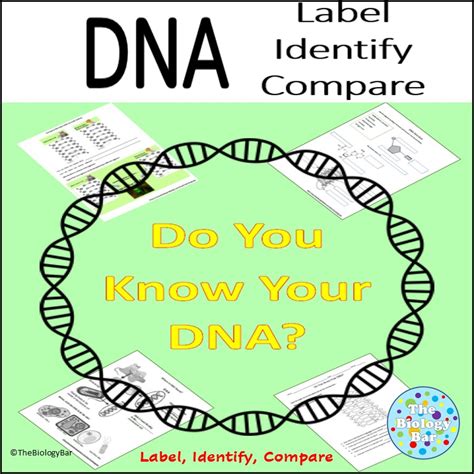 DNA Structure Function Review Worksheet Made By Teachers