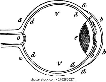 658 Retina Eye Line Art Images Stock Photos Vectors Shutterstock