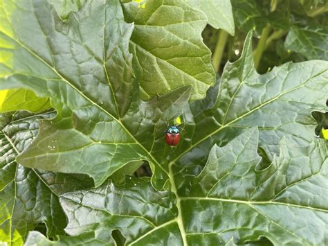 Summary Of Safety And Clinical Performance Sscp Guidelines