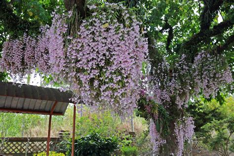 2018石斛蘭花瀑布 佳鄉庭園餐館 粉色花朵氣勢盛開嘉義番路賞花景點 輕旅行