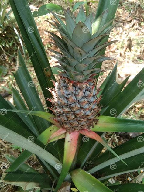 Forest Pineapple Is A Type Of Fruit That Grows Abundantly In The