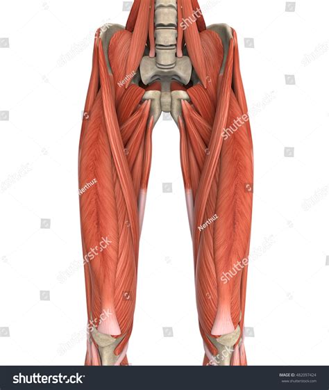 Upper Legs Muscles Anatomy 3d Rendering Stock Illustration 482097424
