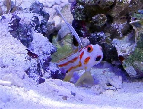 Yasha Goby
