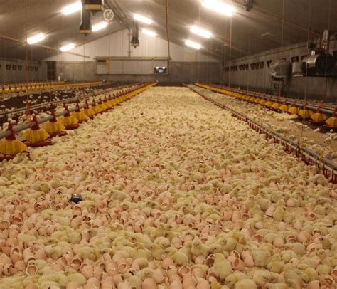 Chicks Hatch On The Floor Of The Broiler House