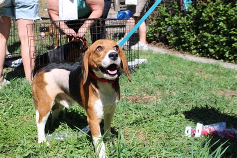 Six Innocent Lives Saved From Testing Laboratory The Beagle Alliance