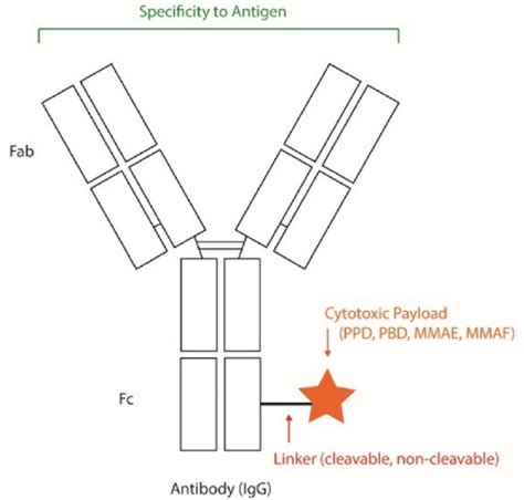 Generalized Antibody Drug Conjugate Structure The Antibody Drug