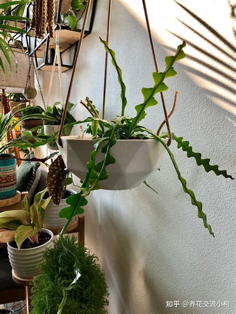 家里养的盆栽鱼骨令箭不开花叶子发皱可能是这5点没做好 知乎