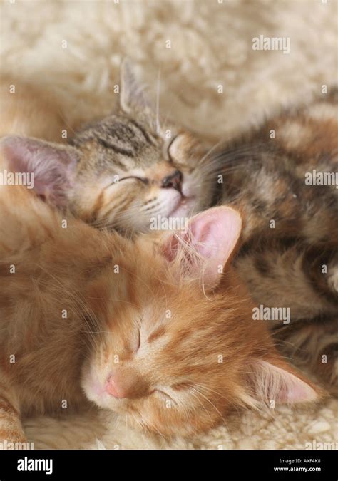 Two Kittens Sleeping Stock Photo Alamy