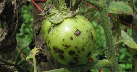 Common Tomato Pests And Disease And How To Fix Them The Garden Magazine