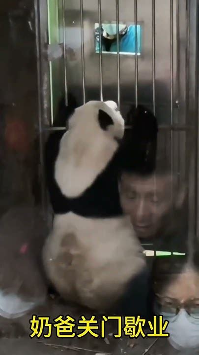 The Pandas Are So Cute That They Explode Youtube