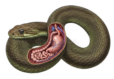 Snake Anatomy Illustration Stock Illustration Illustration Of Green