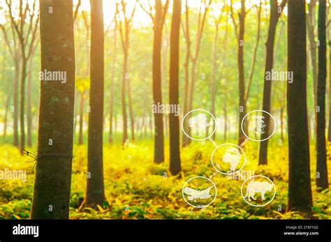 Sustainable Tourism Ecotourism New Tourism Traveling With