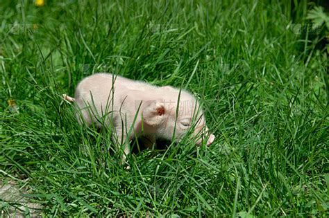 新生小猪在绿草里。乌里扬诺夫斯克地区俄罗斯。