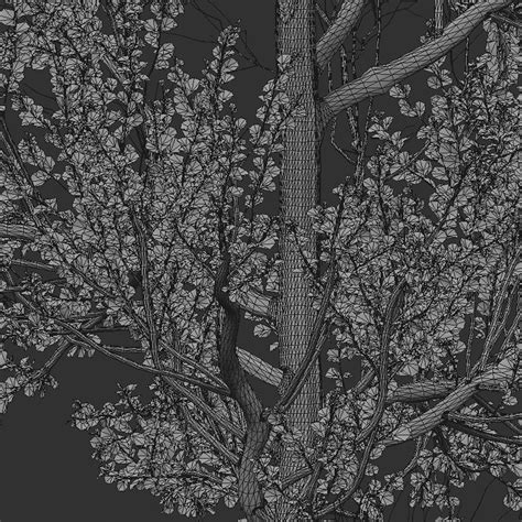 Set Of Aspen Or Populus Tremuloides Tree 2 Trees Model Turbosquid 1997131