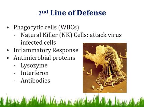 Active And Passive Immunity Pptx Infectious Diseases Diseases And Conditions