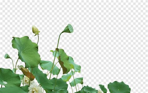 Nelumbo Nucifera 컴퓨터 파일 만주 연꽃 사랑 잎 Png Pngegg