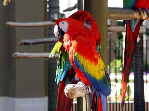 How Long Do Parrots Live Lifespan Of Parrots