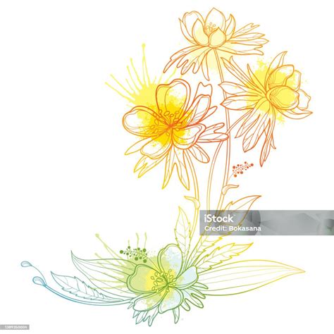 윤곽선 Eranthis 또는 겨울 아코나이트 꽃과 흰색 배경에 고립 된 파스텔 노란색의 잎이있는 코너 꽃다발 0명에 대한 스톡