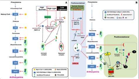 A Schematic Representation Of Gene Regulation Of Anthocyanin