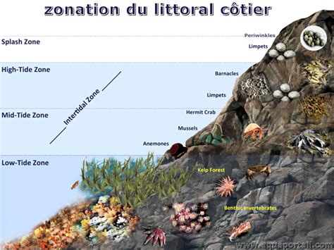 Zonation Définition Et Explications Aquaportail