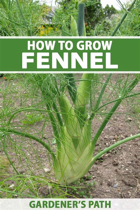 How To Grow And Care For Fennel In Your Herb Patch Gardeners Path
