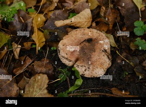 Huge Mushroom Lepista Nuda Also Clitocybe Nuda Wood Blewit Mushroom In