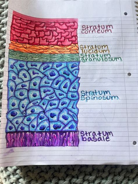 Biology Epidermis Skin Layers Labeled In 2024 Anatomy And