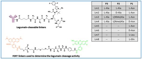 Lysosomal Cleavable Peptide Linkers In Antibodydrug Conjugates Pmc