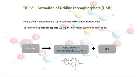 Biosynthesis Of Pyrimidine With Steps Ppt