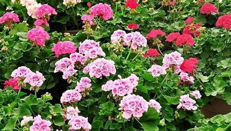 宿根花卉是什么意思 哪些品种是宿根花卉