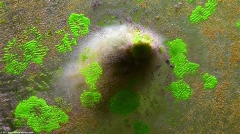 Aquarium Algae Buildup In A Freshwater Tank Video