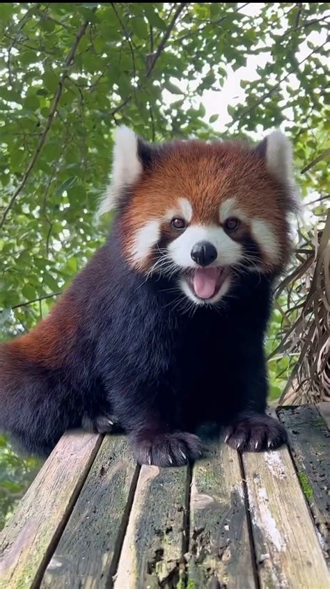 「panda Rossi」おしゃれまとめの人気アイデア｜pinterest｜antonio Daniele 可愛すぎる動物 動物