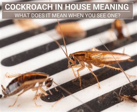 Roach Infestation Meaning Signs And Symbolism At Home
