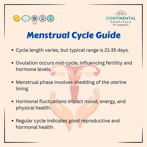 The Menstrual Cycle Phases Of Your Cycle