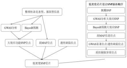杜洛克猪全基因组低密度snp芯片及其制备方法和应用与流程