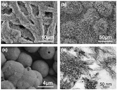 Polymers Free Full Text Eggshell Membrane As A Biomaterial For Bone