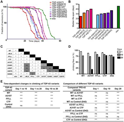 A Tdp 43 Expression Reduces Longevity In Drosophila Flies With