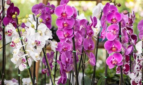 Não erre mais 3 dicas para saber se sua orquídea está pronta para