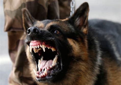 Muere Hombre Despedazado Por Perros En Altamira Tamaulipas Posta México