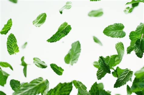 Premium Photo Fresh Peppermint And Spearmint Leaves Isolated On White