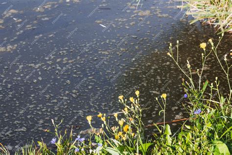 Premium Photo Water Pollution By Blooming Blue Green Algae Green